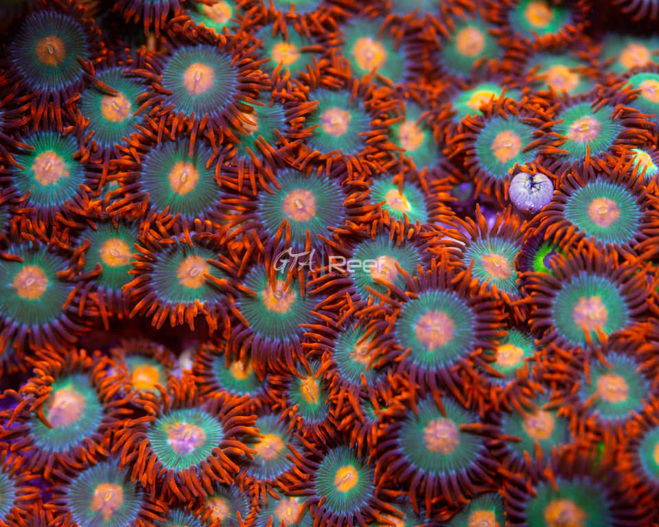 Gatorade zoa – Canada Aquamarine